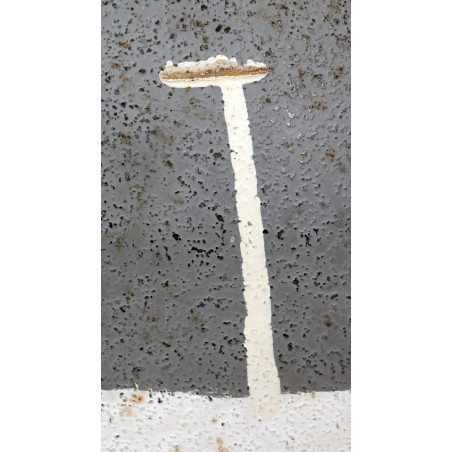 Helmet, M1, SCHLUETER, Swivel Loops, US Navy, Naval Amphibious Unit